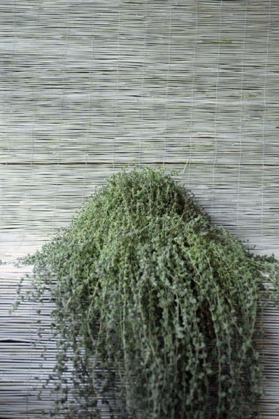 Negozio di piante ricadenti da interno | Horticultural